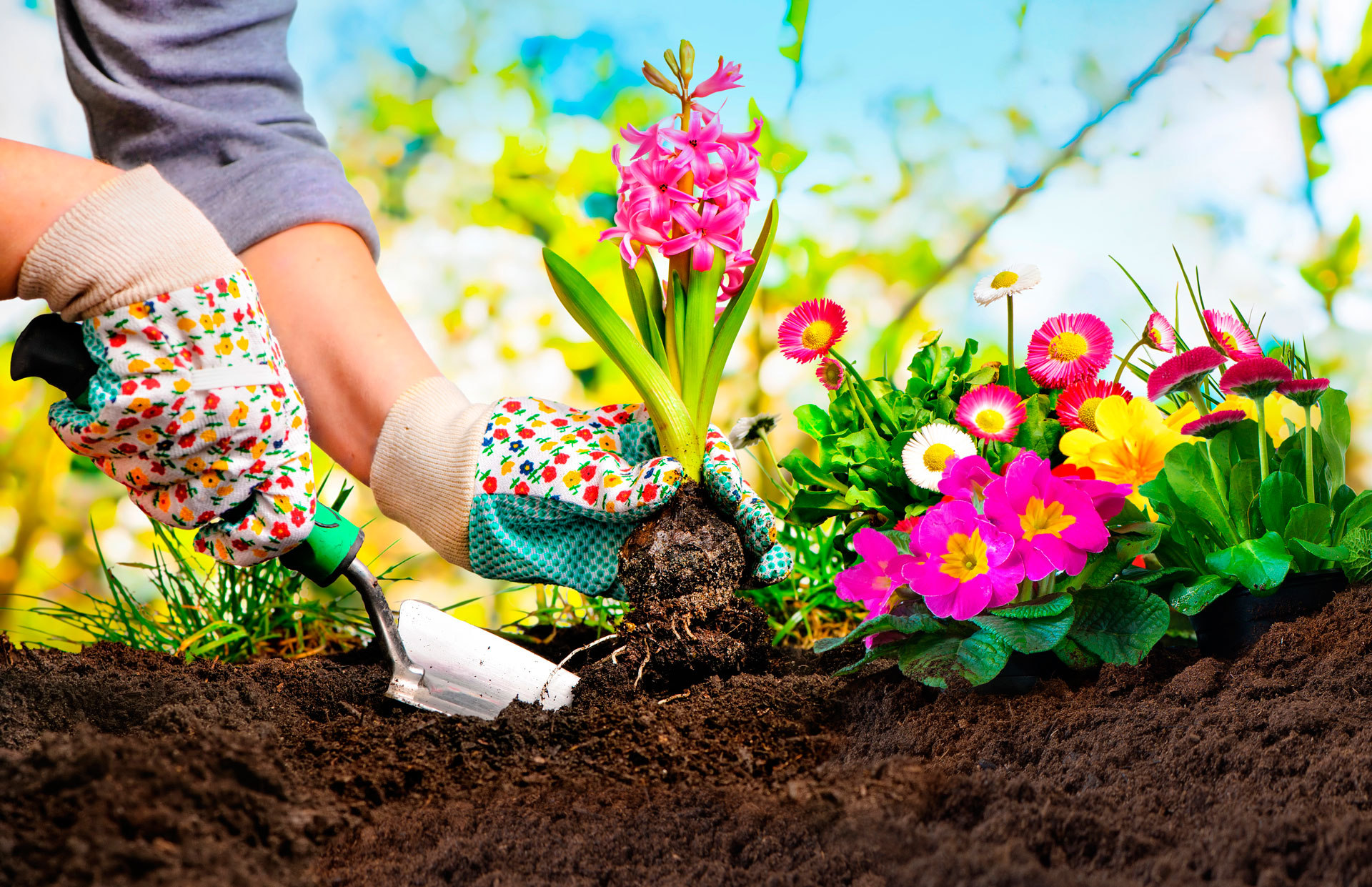 Para sembrar ahora - Viva Lanzarote
