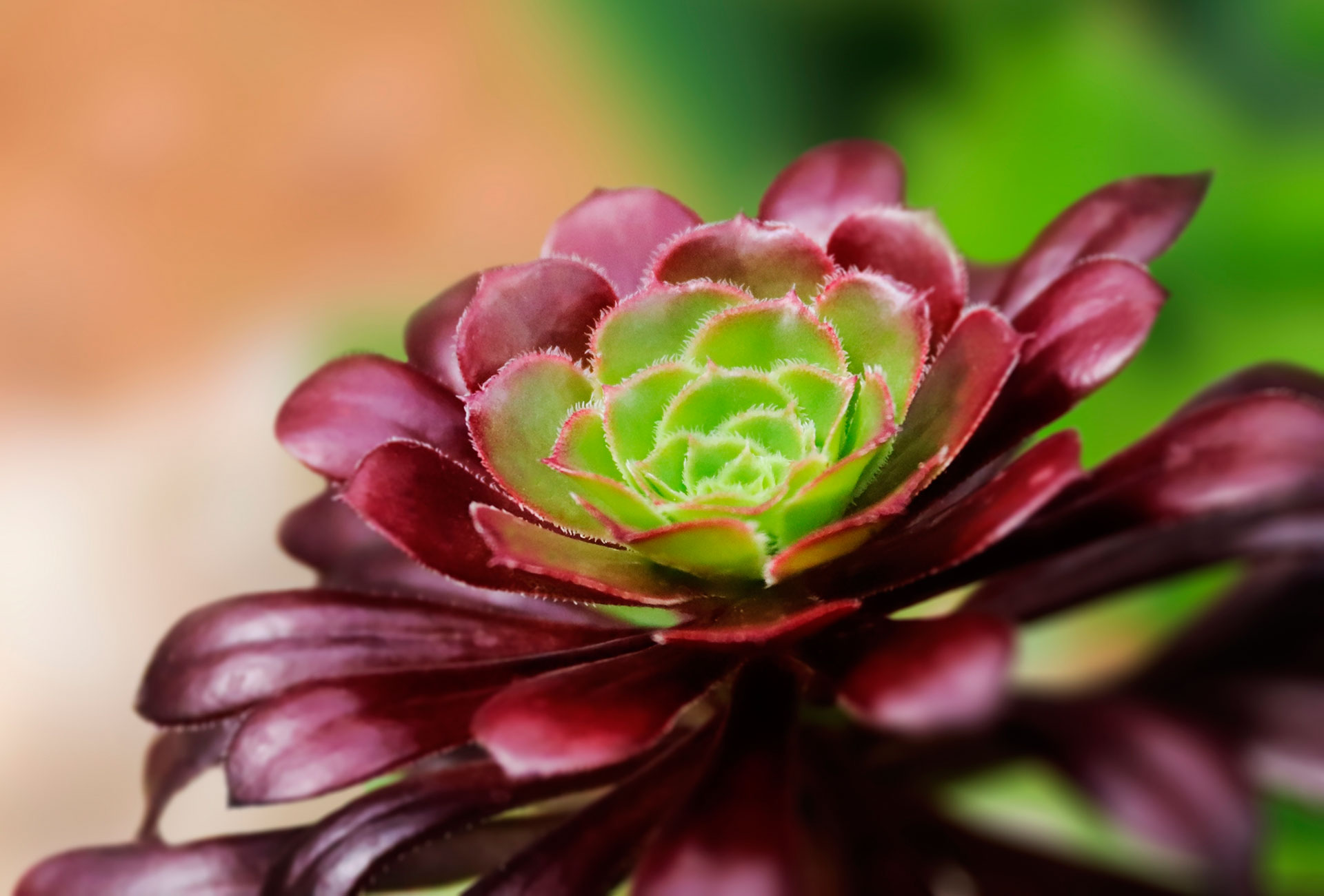 Flores canarias de invierno - Viva Lanzarote