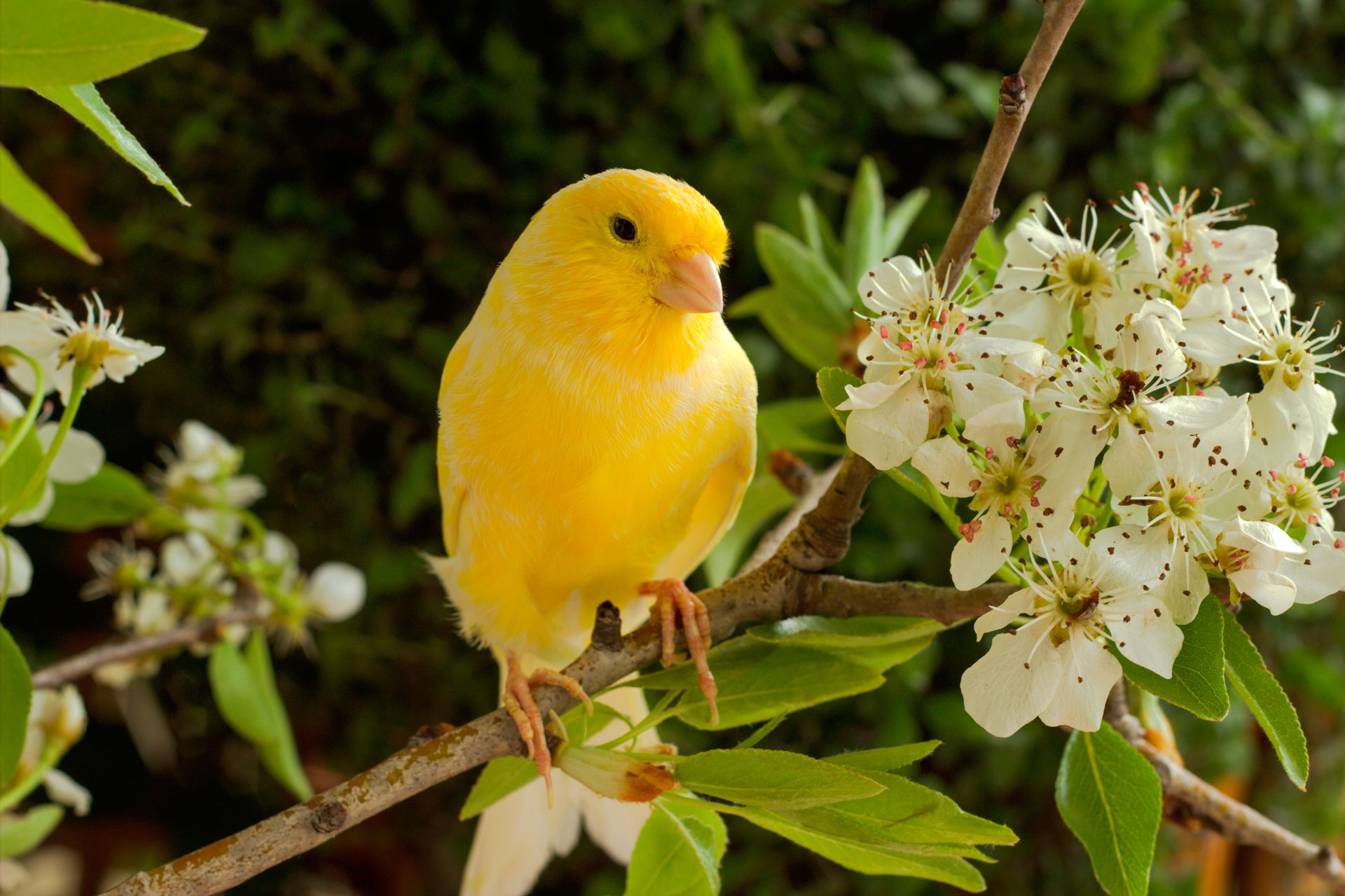 Birds: breeding canaries - Viva Lanzarote