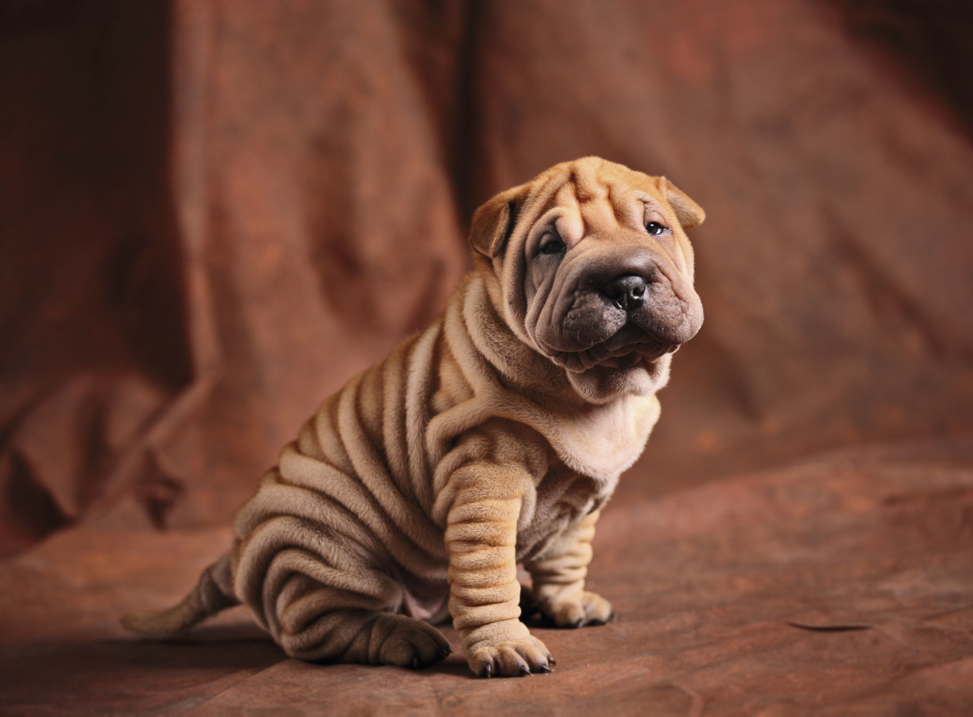 Shar-pei – adorably wrinkly & huggable dogs - Viva Lanzarote